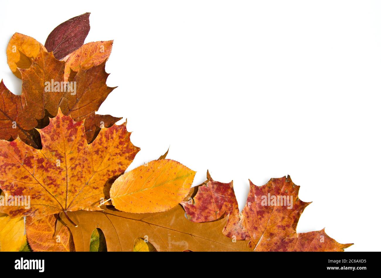 Background autumn leaves and white copy space Stock Photo - Alamy