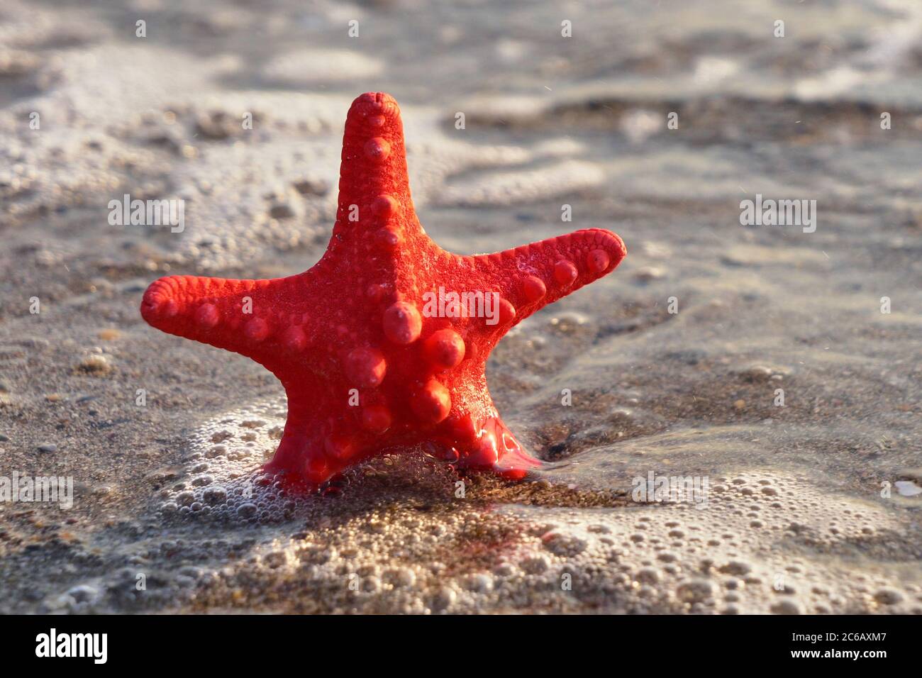 Red Sea Star in the sand on the beach Stock Photo - Alamy