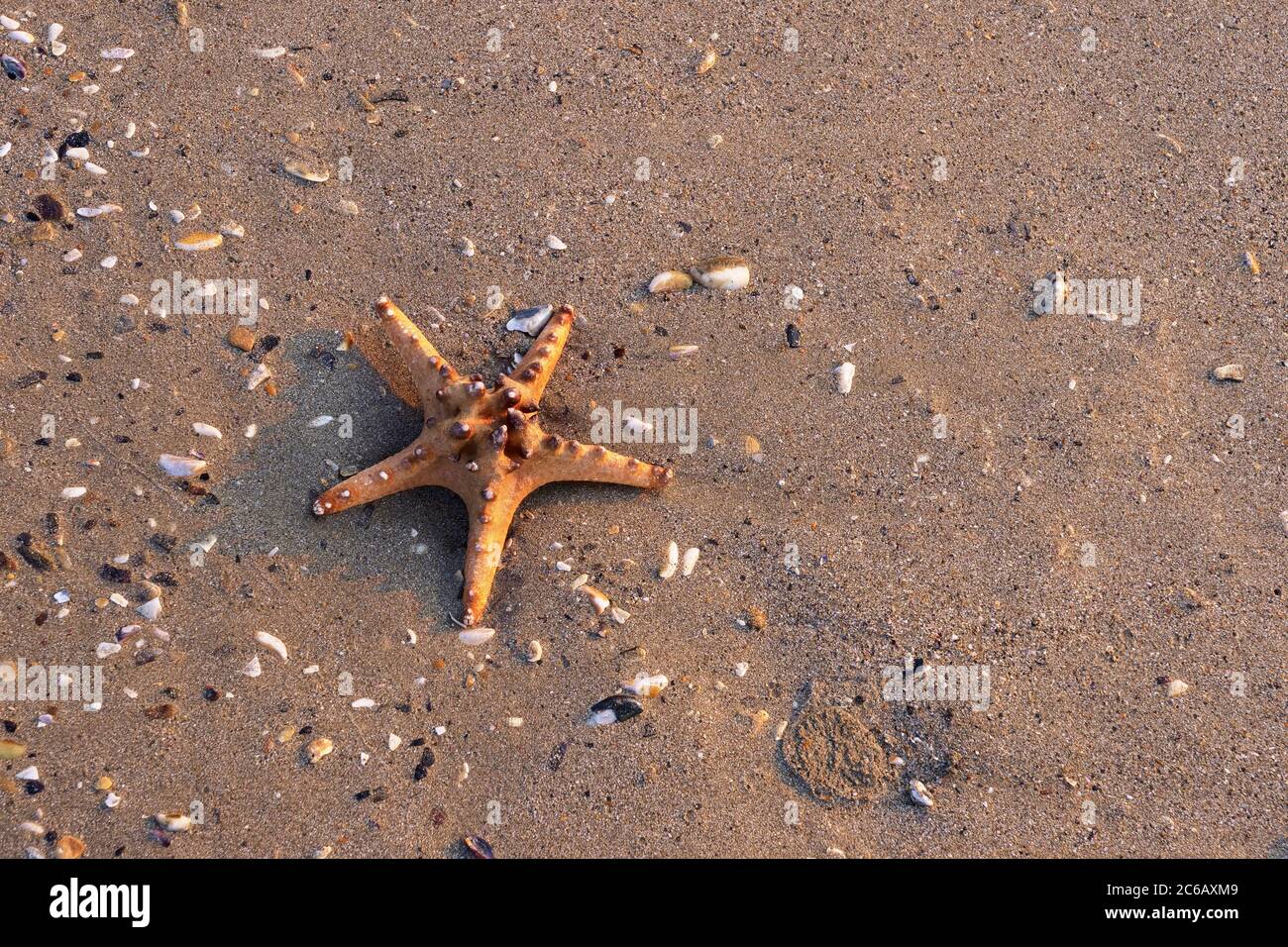 Sea Star in the sand on the beach Stock Photo - Alamy
