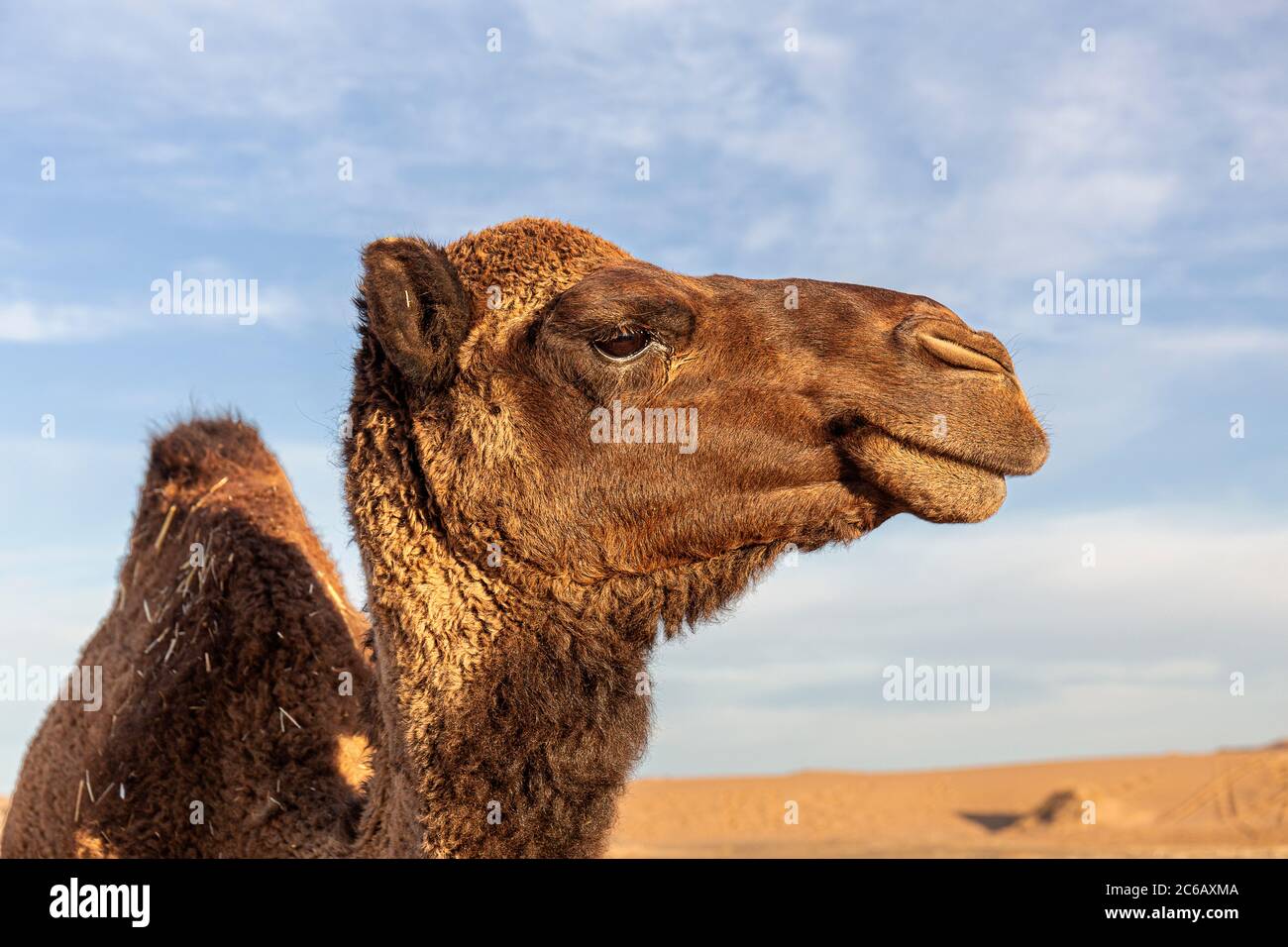 Dromedary Camel (Camelus dromedarius Stock Photo - Alamy