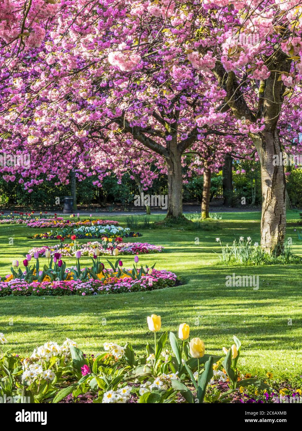 Flower beds of tulips, polyanthus and Bellis daisies and flowering pink ...