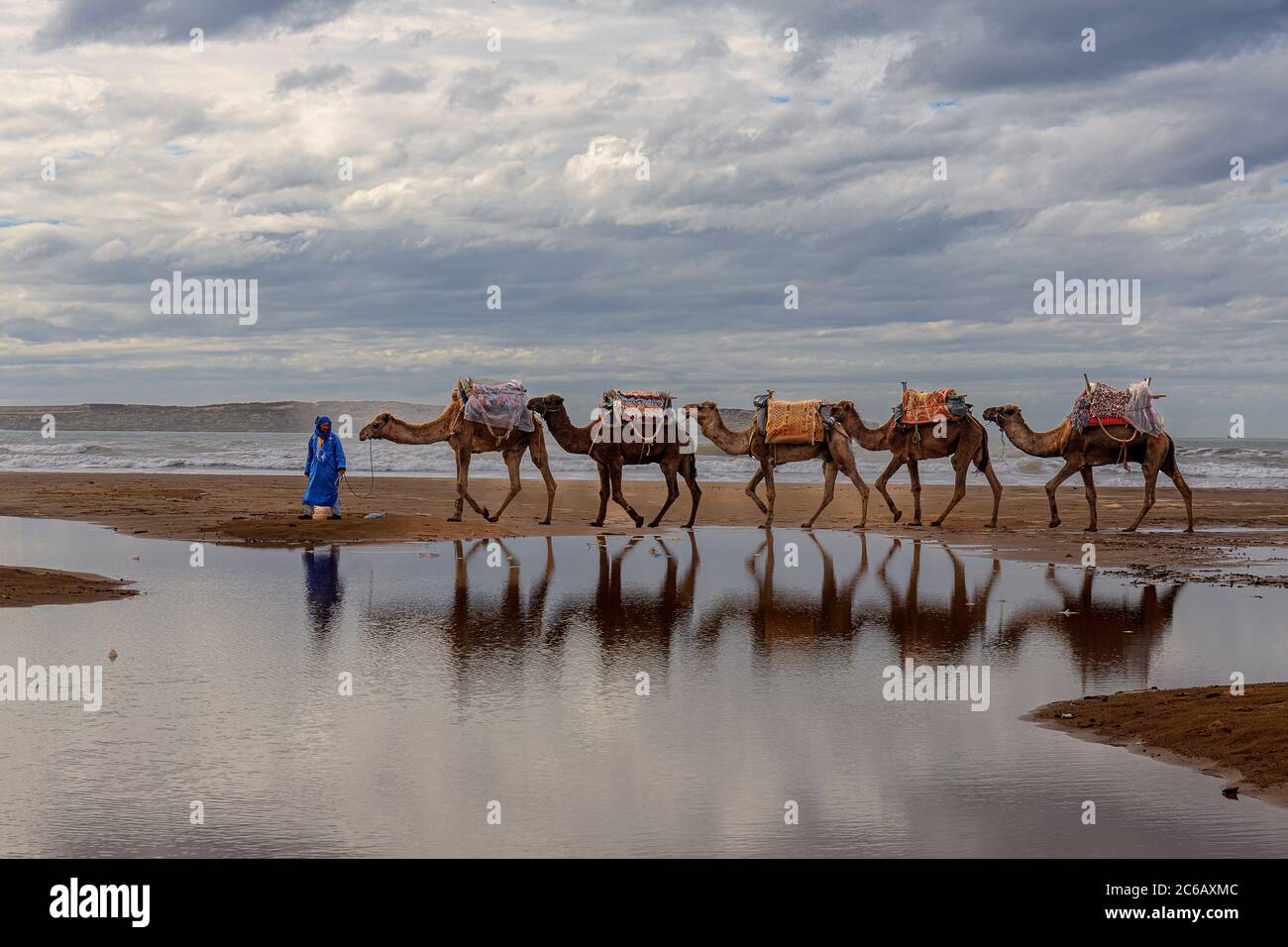 Camelus dromedarius linnaeus hi-res stock photography and images - Alamy