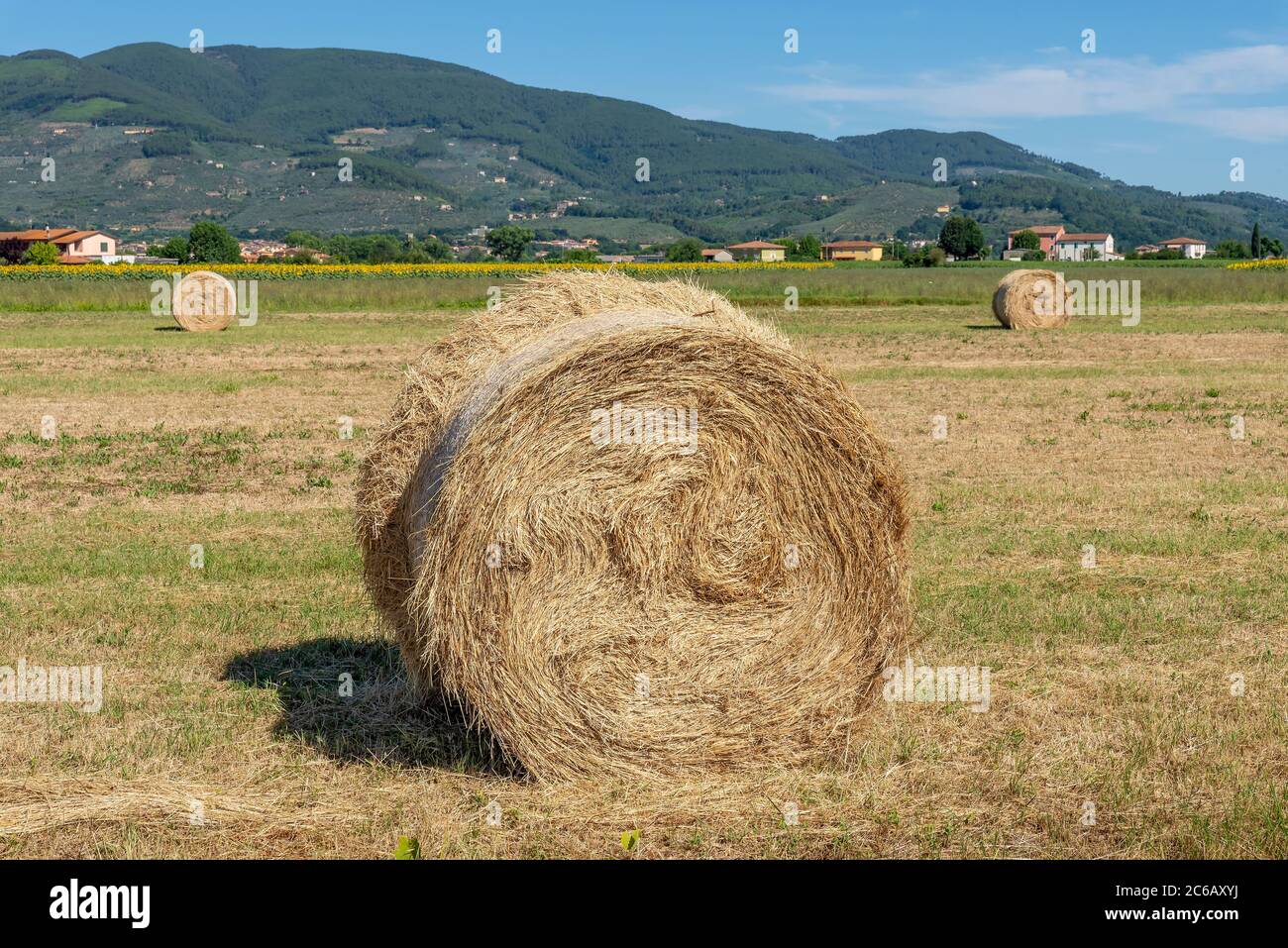 Round bales of hay in the Tuscan countryside near Pisa, Italy, with the ...