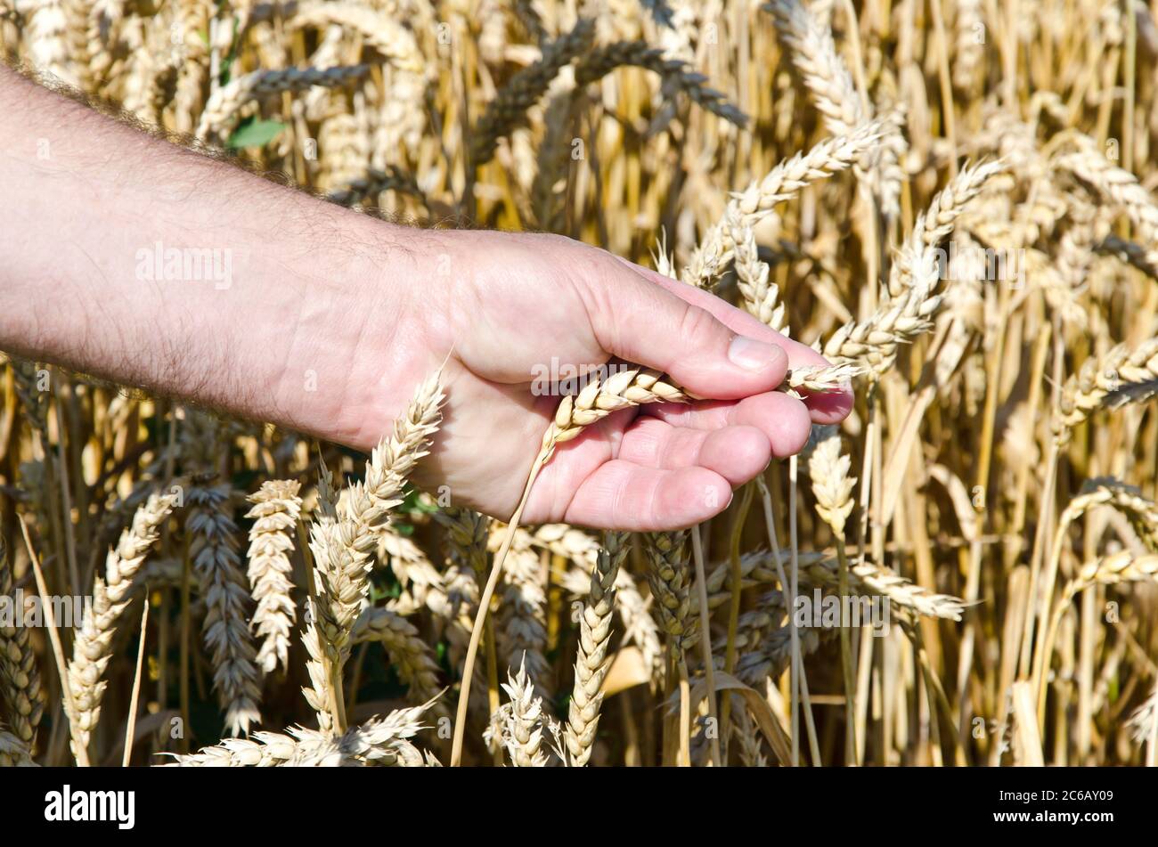 Male hand testing the quality of the grain (wheat Stock Photo - Alamy