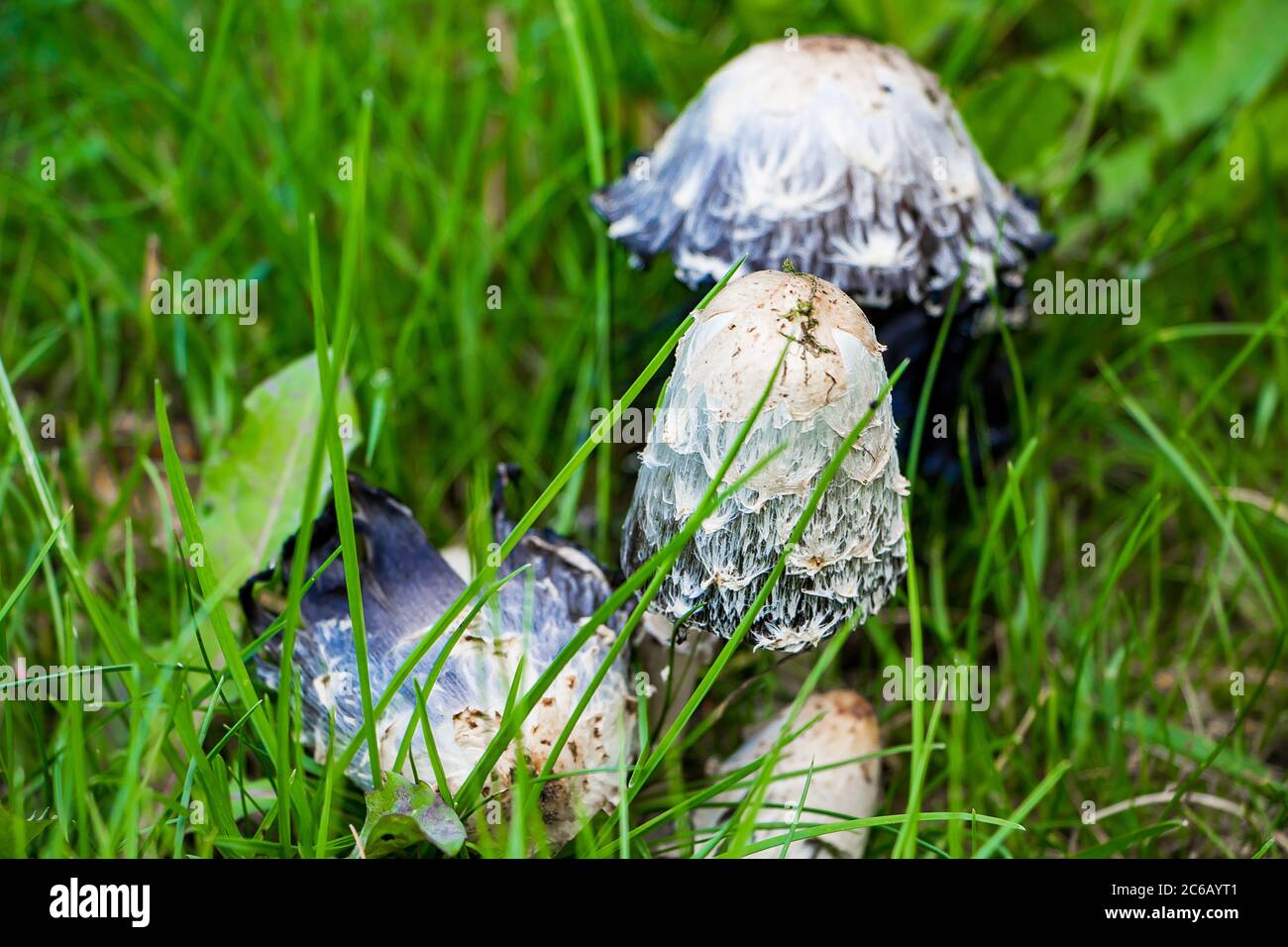 Poisonous mushrooms pale toadstool in the green grass Stock Photo - Alamy