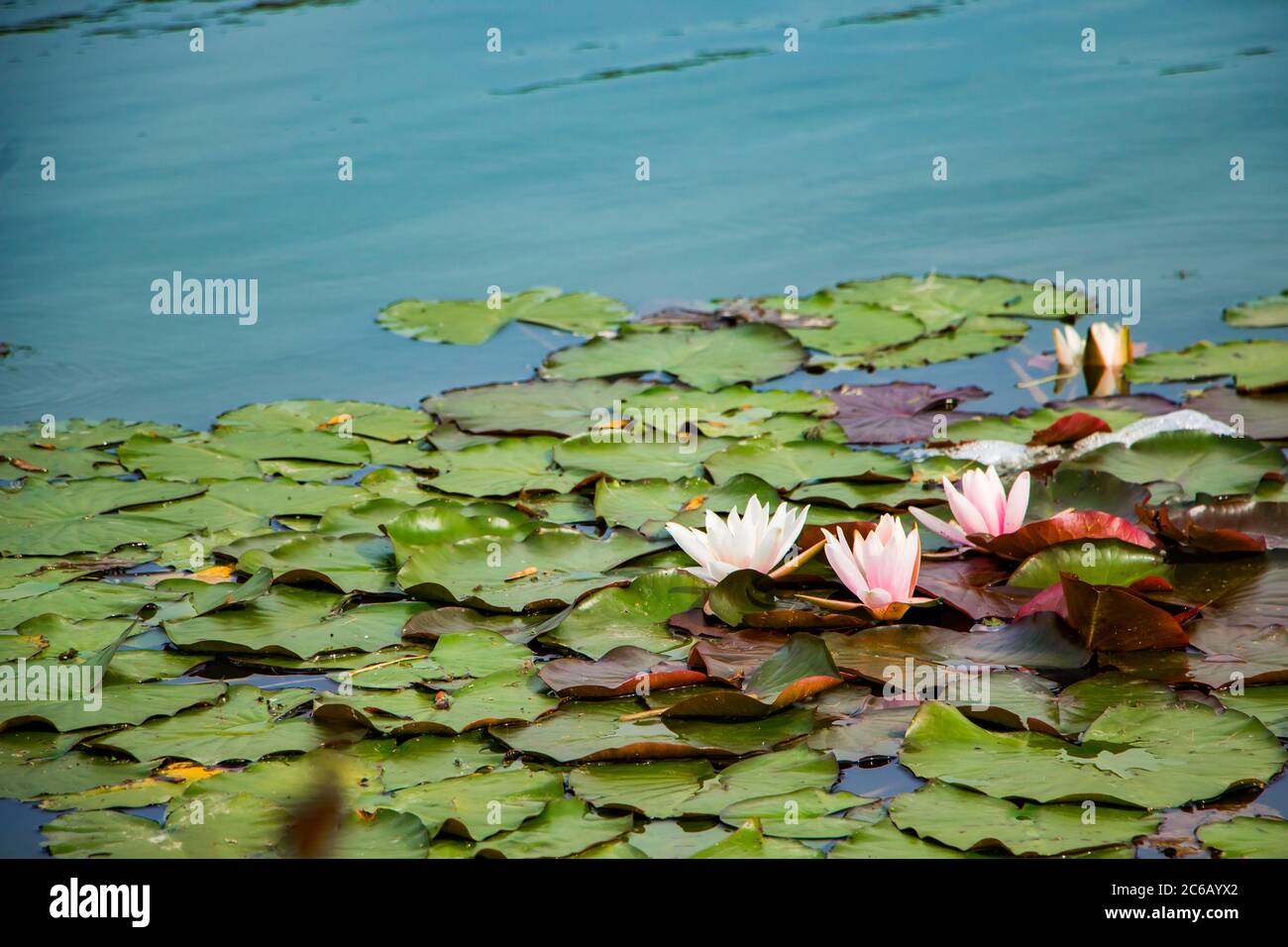 Beautiful water lilies hi-res stock photography and images - Alamy
