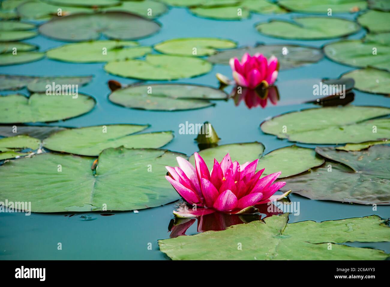 Pink lotuses in clear water. Beautiful water lilies in the pond Stock ...