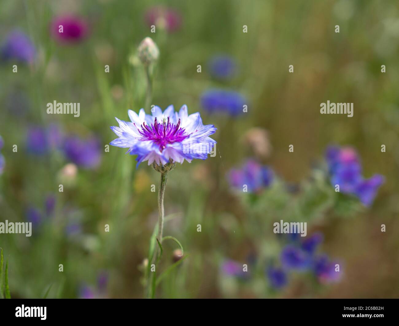 Flora Cap High Resolution Stock Photography and Images - Alamy