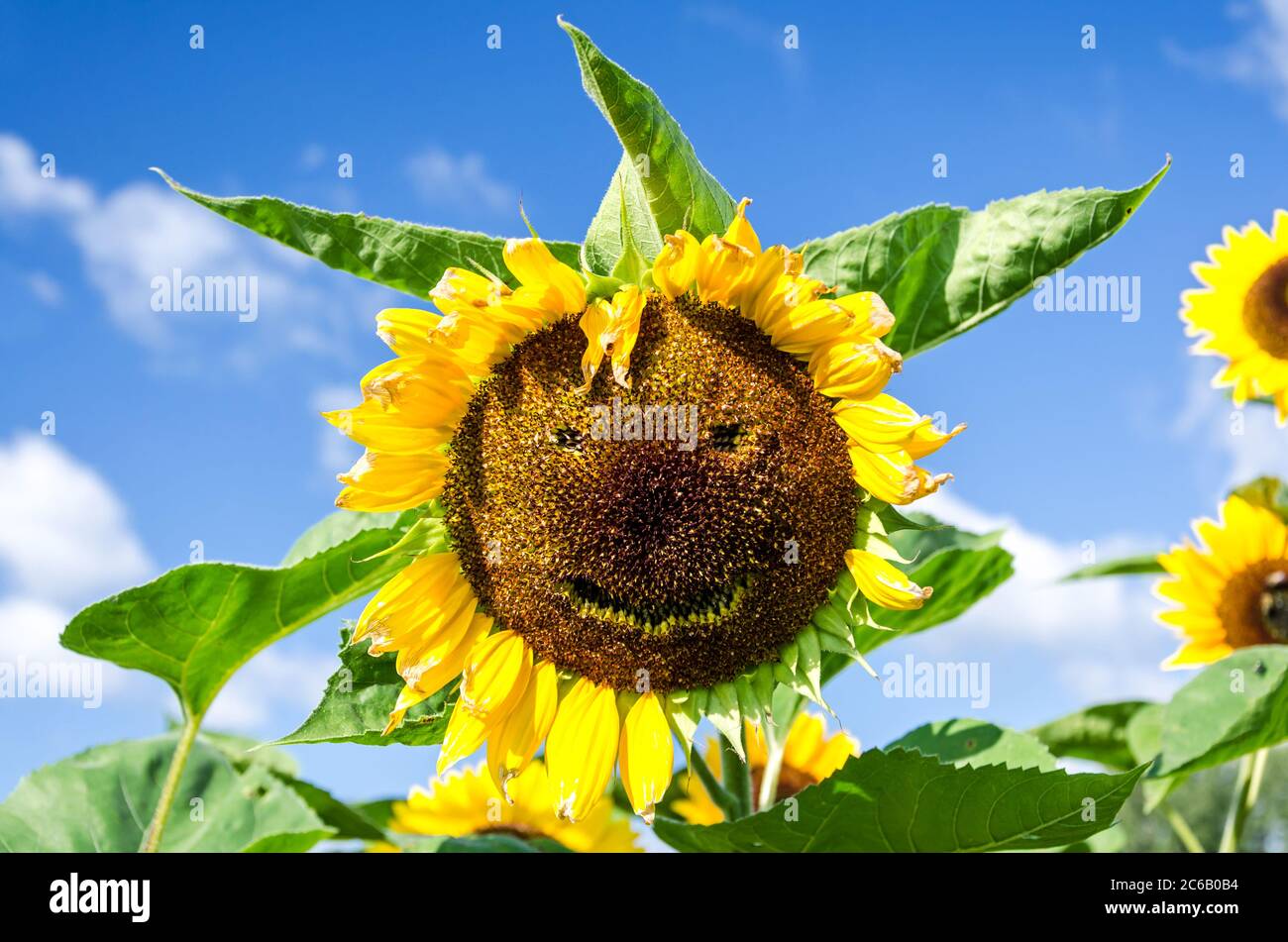 Smiley face icon laughing hi-res stock photography and images - Alamy