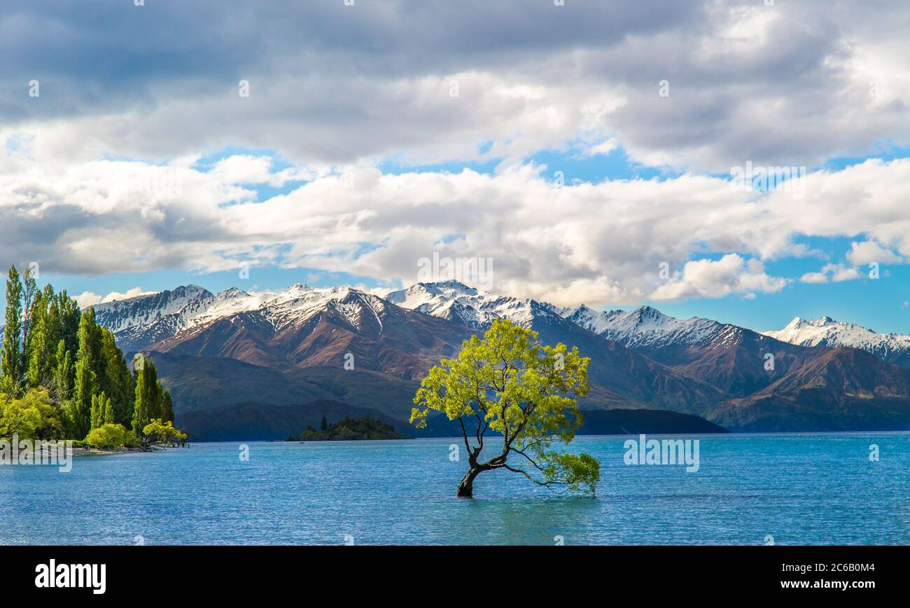 Famous wanaka tree hi-res stock photography and images - Alamy