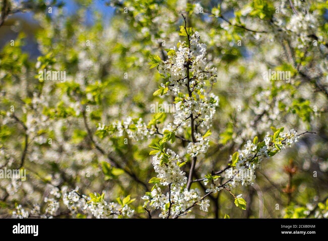 Beautiful spring blossoming plum tree with low dof Stock Photo - Alamy