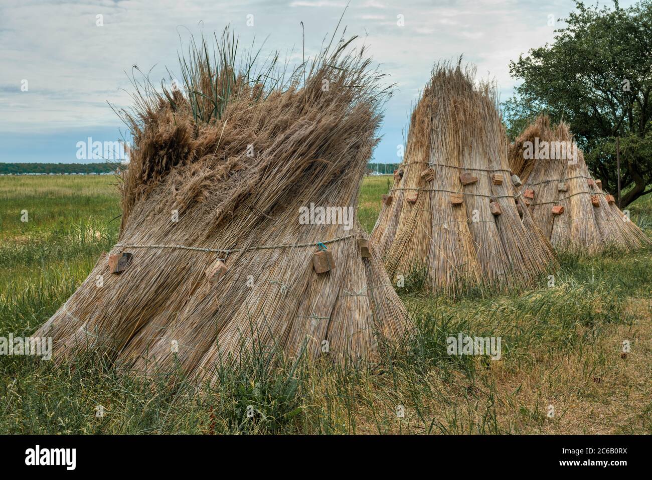 Drying reed hi-res stock photography and images - Alamy