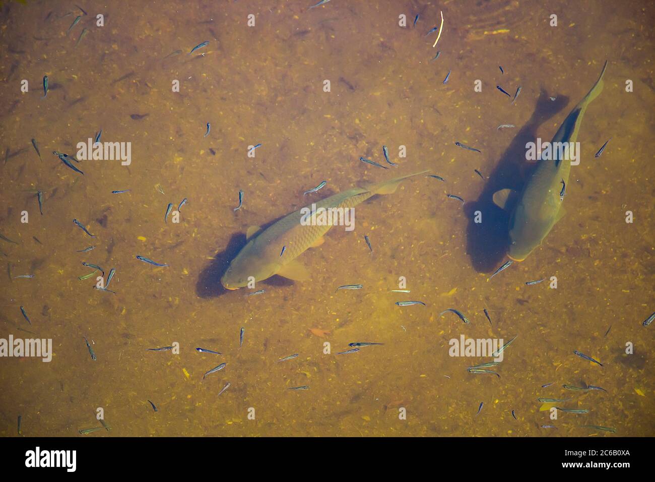 Catfish underwater lake hi-res stock photography and images - Alamy