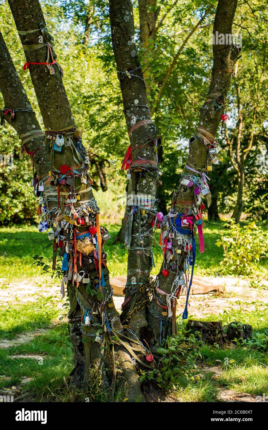 Beautiful tree with colorful ribbons. Wedding tradition Stock Photo - Alamy