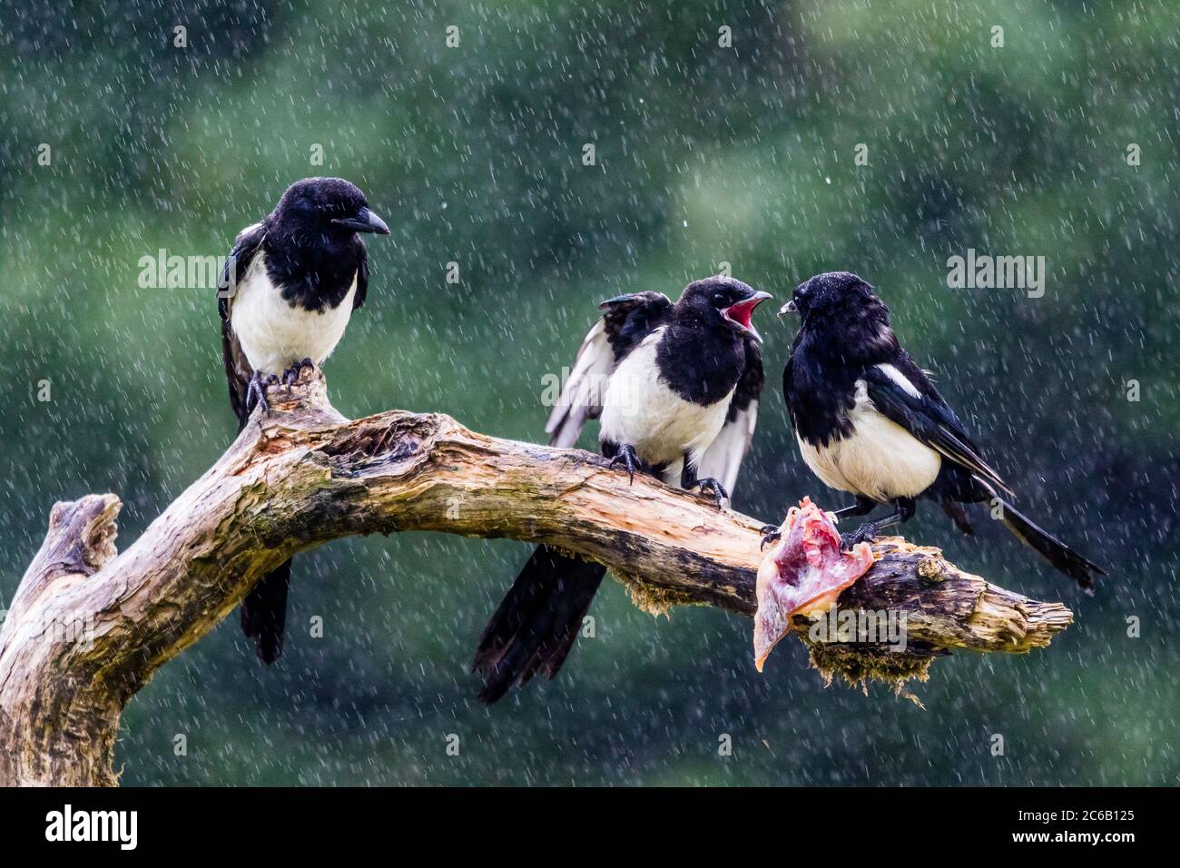 A family of magpies foraging in mid Wales during a summer shower Stock ...
