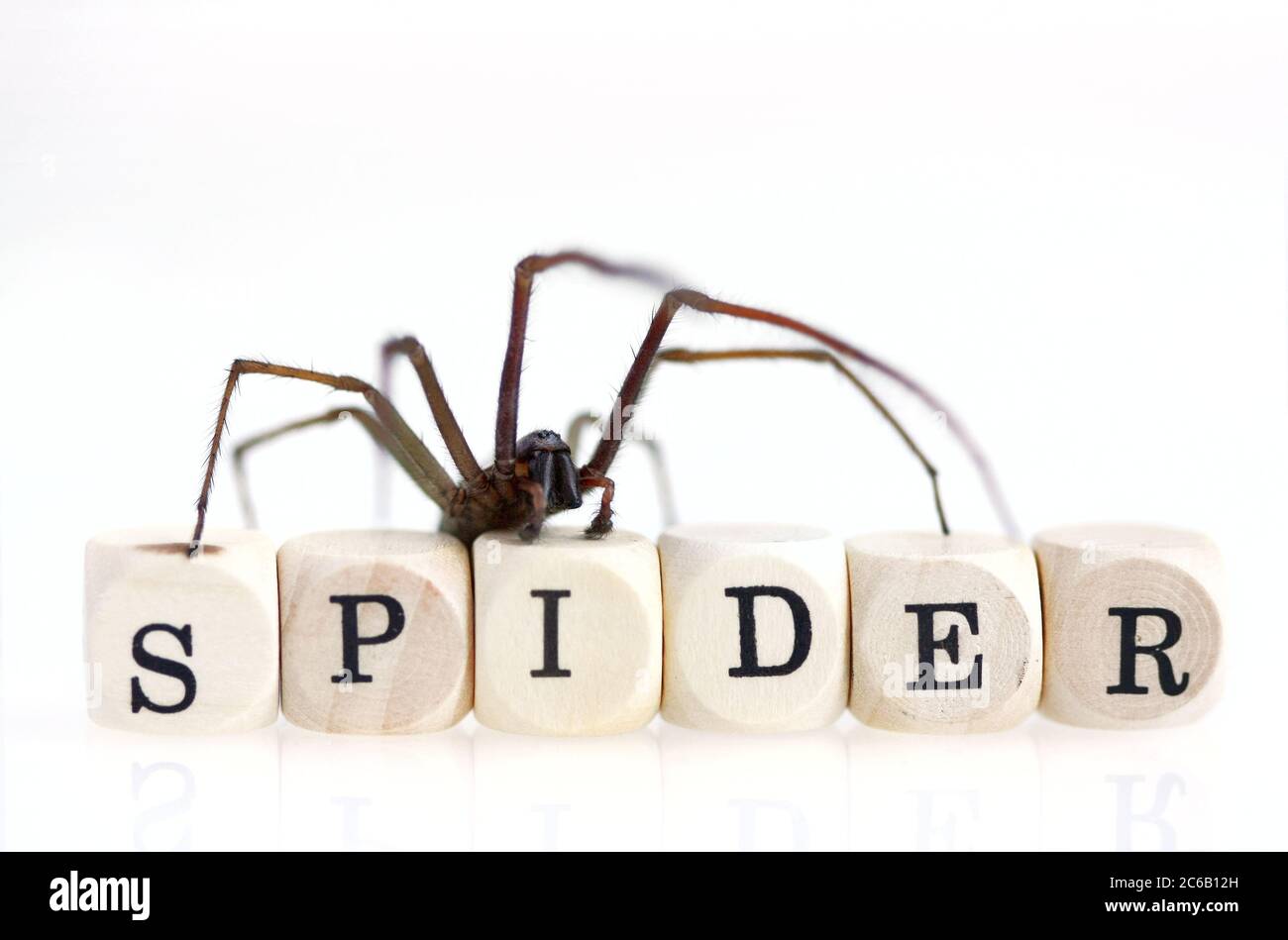 A spider on the wood blocks with word "spider" for Letter S Stock Photo ...