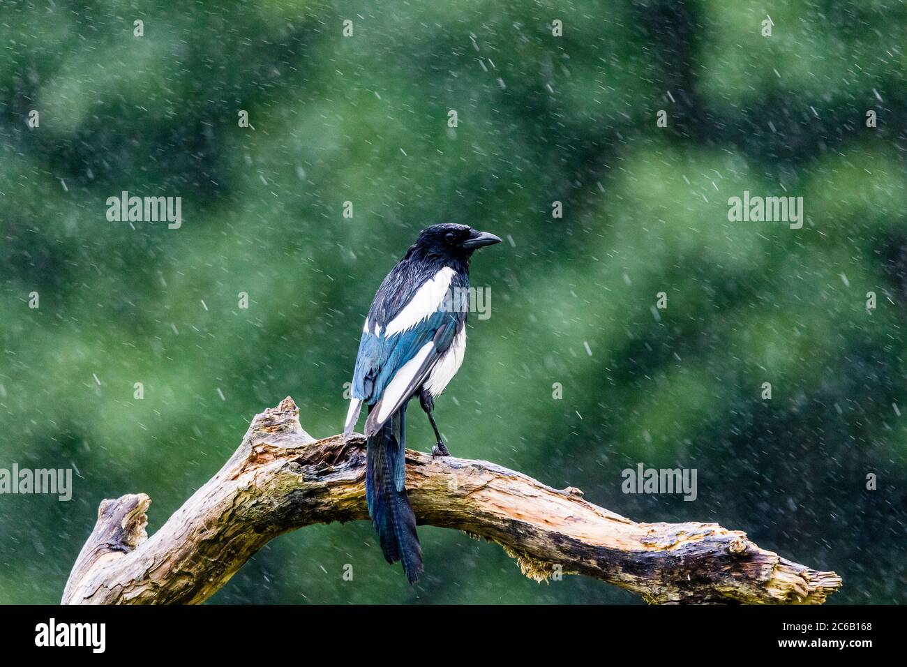 A magpie foraging in mid Wales during a summer shower Stock Photo - Alamy