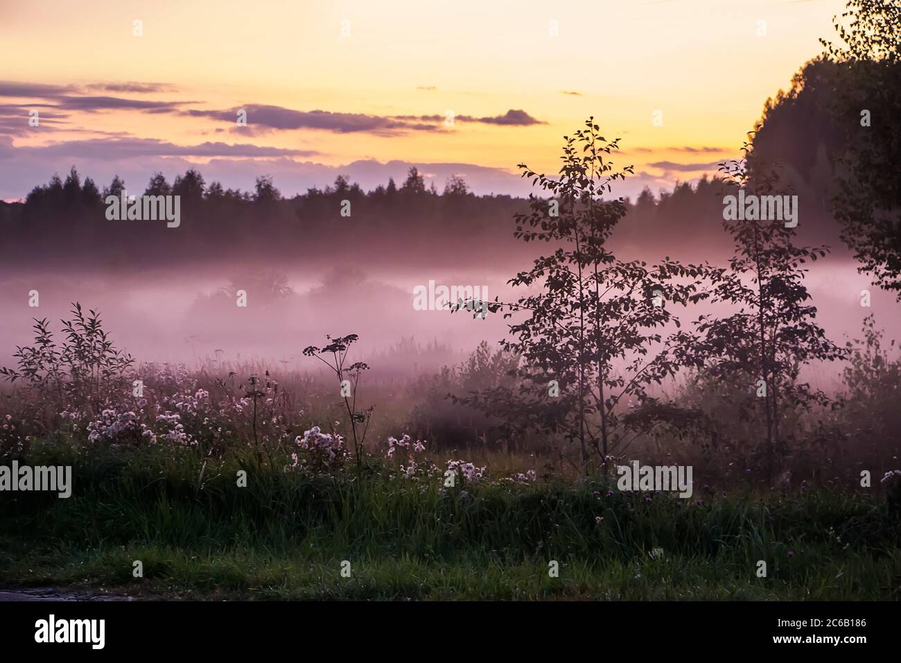 Beautiful pink fog at sunset. Twilight on the nature in the forest ...