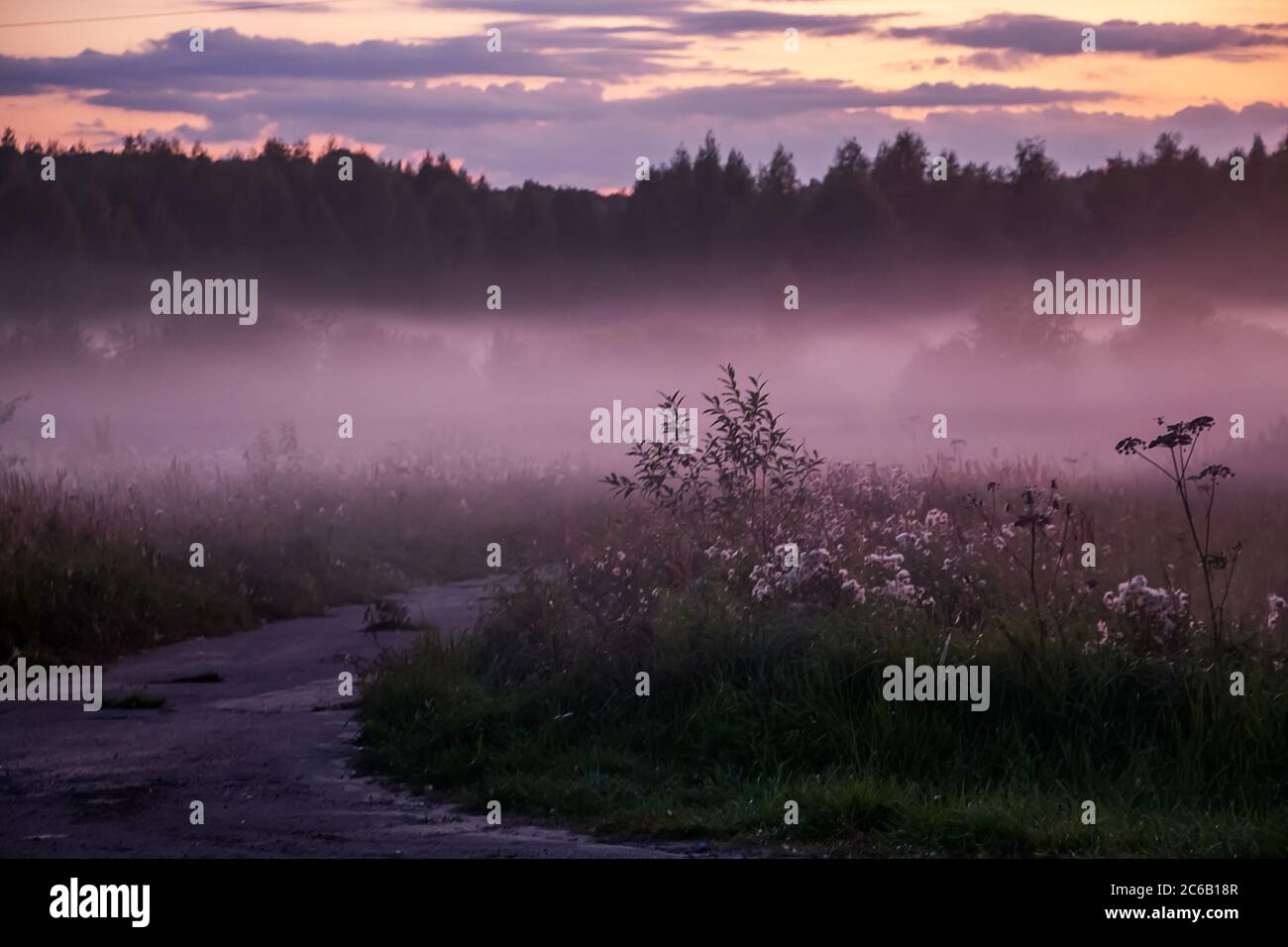 Beautiful purple and pink fog in the forest at sunset. Twilight in ...