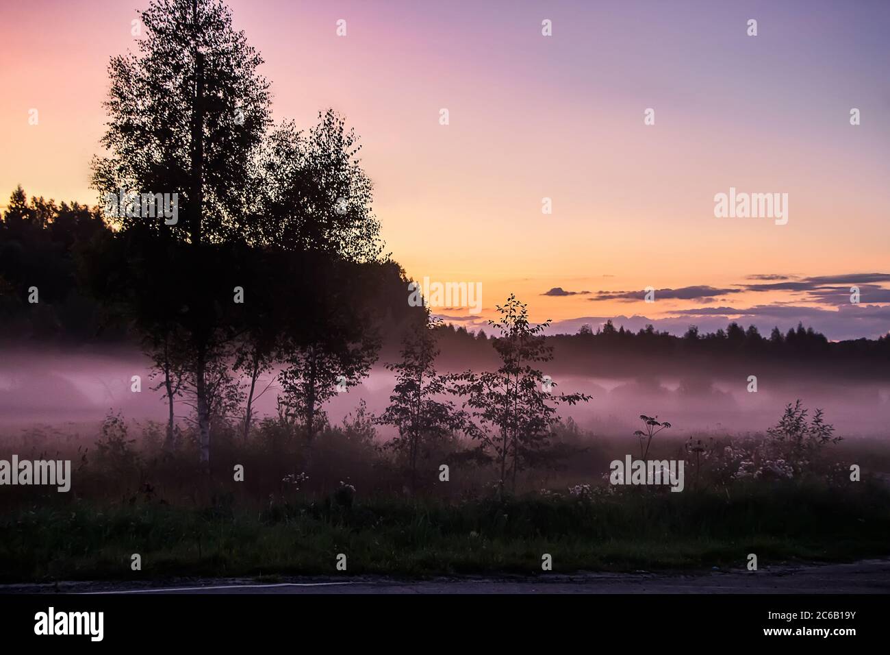 Beautiful pink fog at sunset. Twilight on the nature in the forest ...