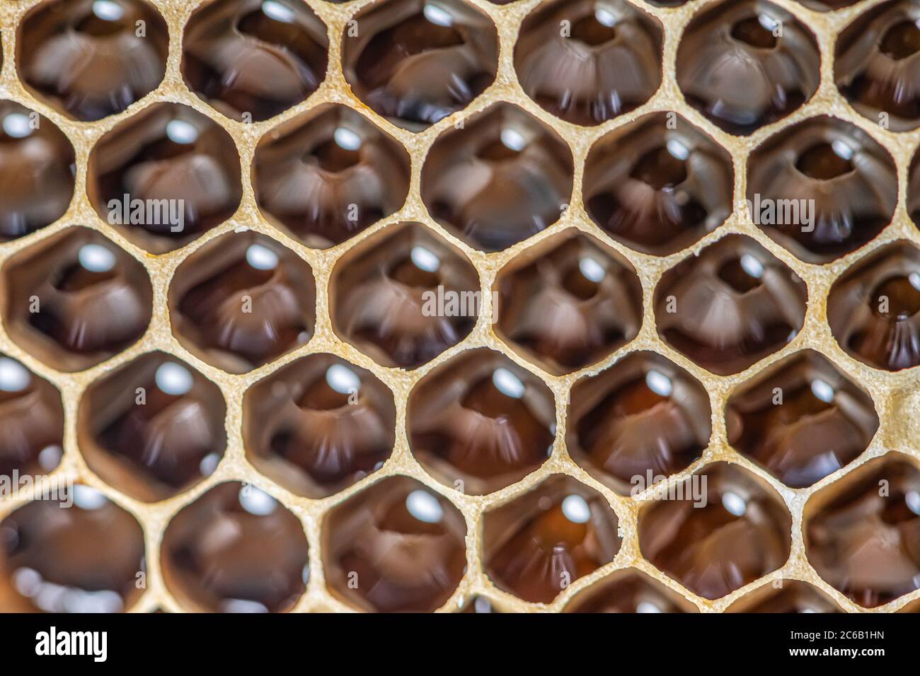 Glossy yellow golden honey comb sweet honeycomb drips flow during ...