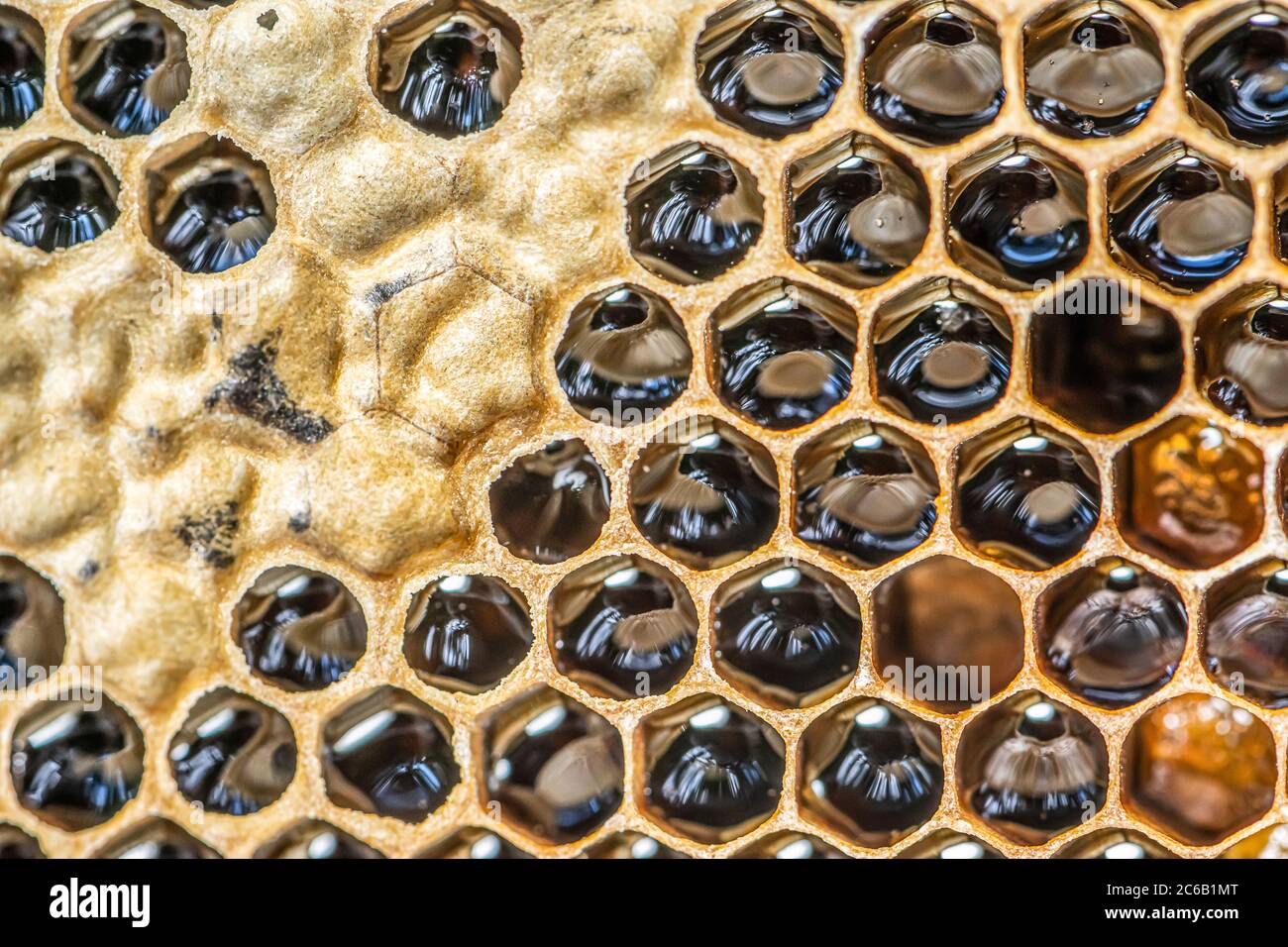 Glossy yellow golden honey comb sweet honeycomb drips flow during ...