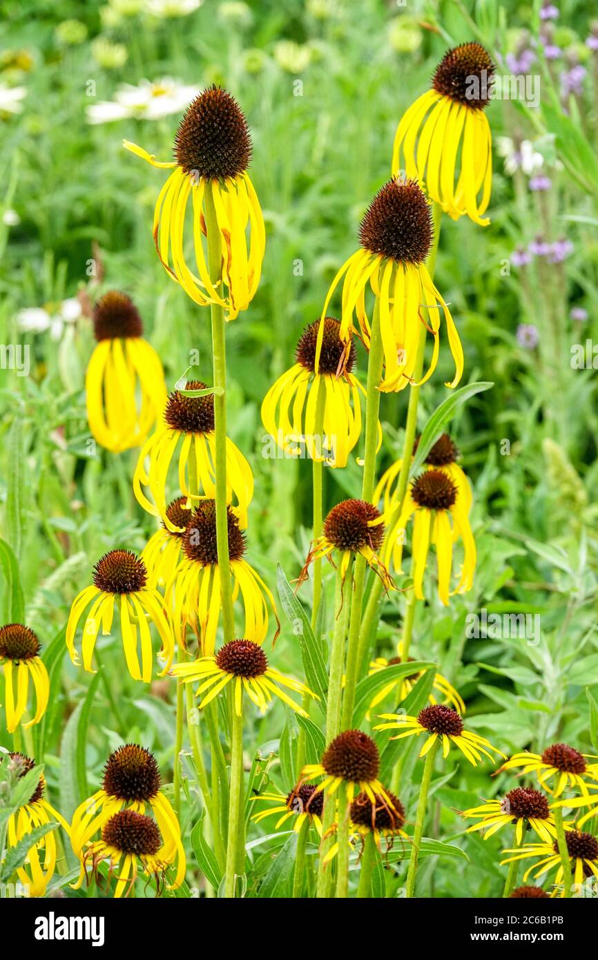 Yellow Echinacea paradoxa Stock Photo - Alamy