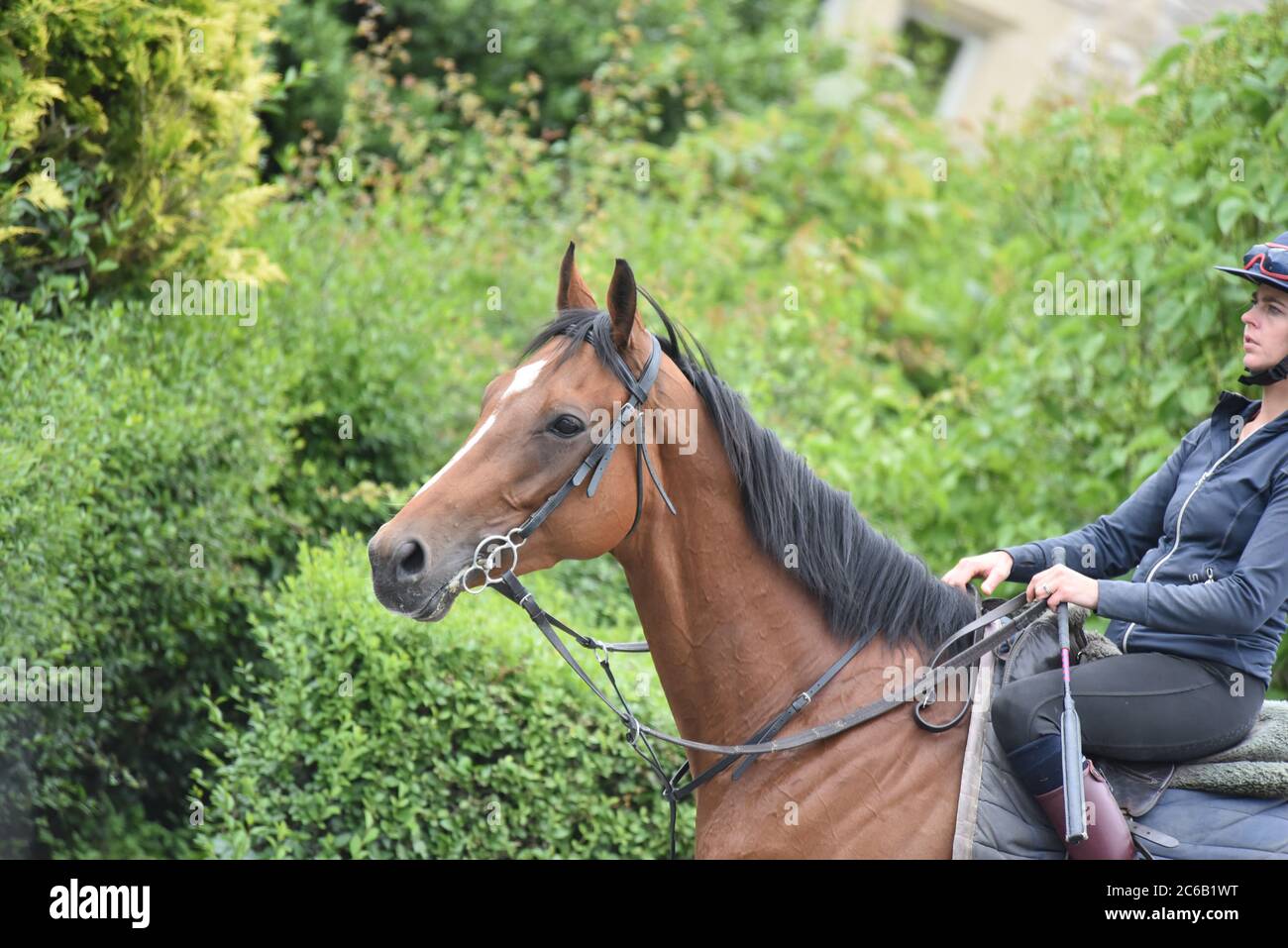 Horse stable racing hi-res stock photography and images - Alamy