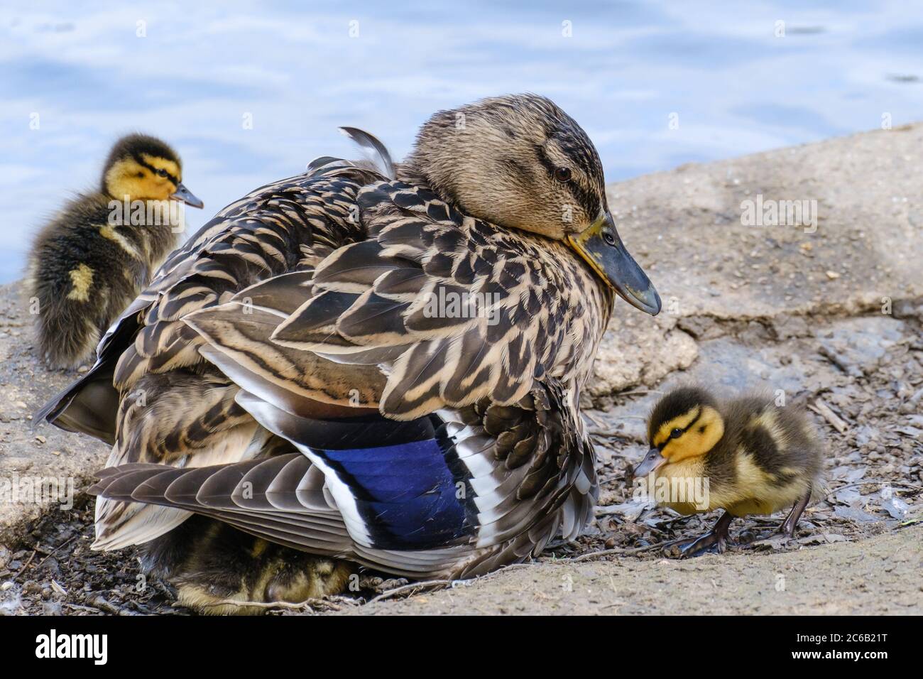 Female Mallard duck shelters her ducklings who are cuddled up under her ...
