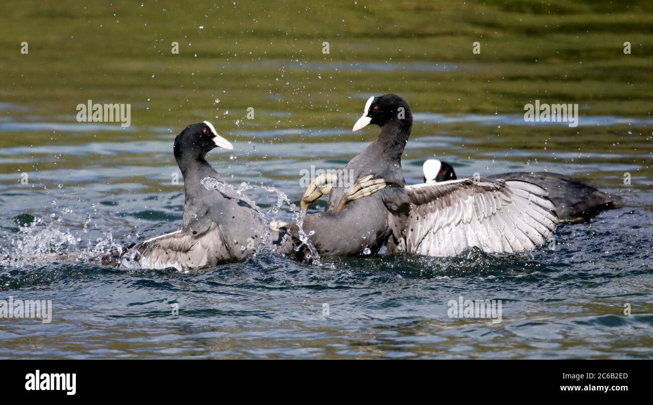 Male coots fighting over breeding territory Stock Photo - Alamy