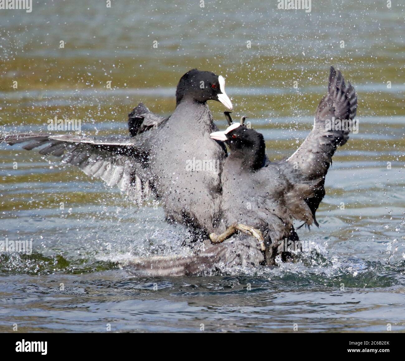 Male coots fighting over breeding territory Stock Photo - Alamy
