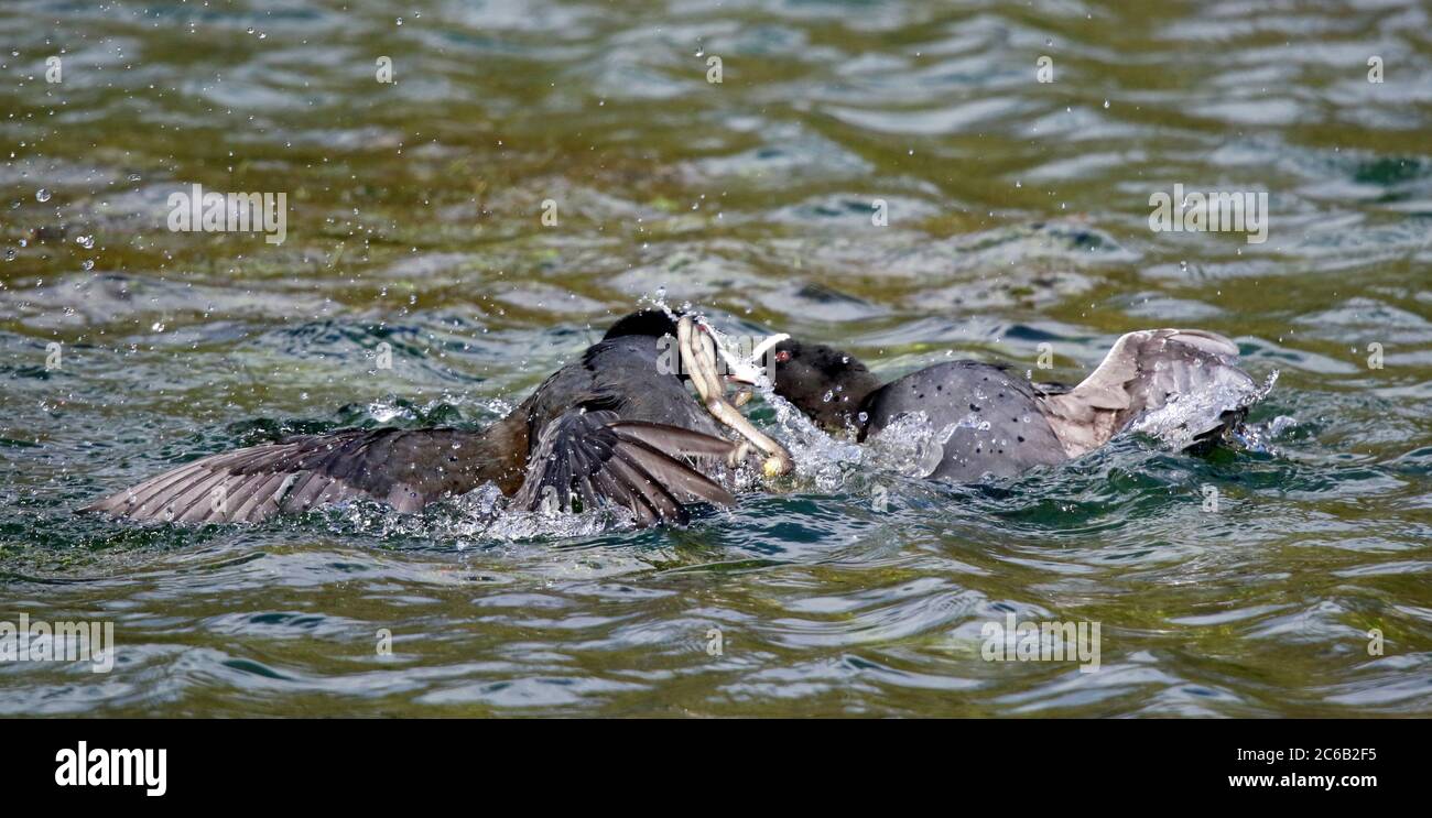 Male coots fighting over breeding territory Stock Photo - Alamy