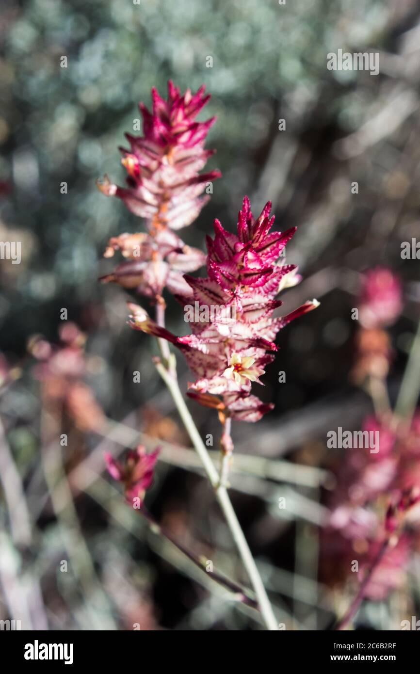 Wild flowers nature veld hi-res stock photography and images - Alamy