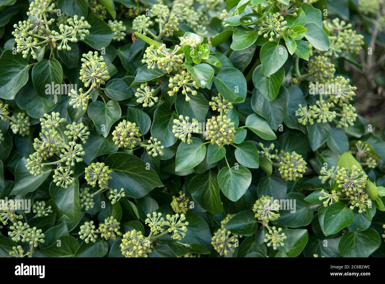 Arbori compact hi-res stock photography and images - Alamy