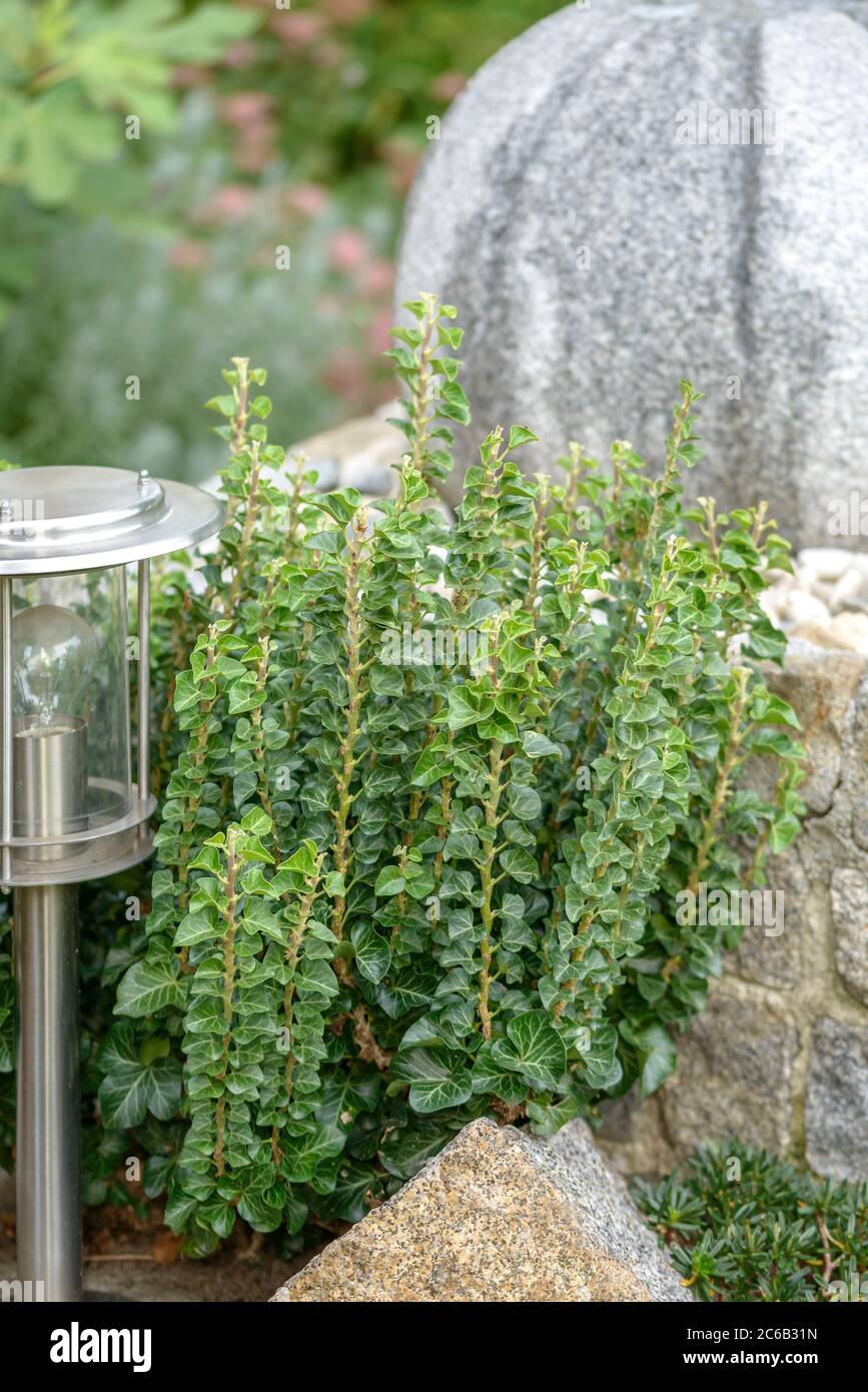 Hedera helix minima hi-res stock photography and images - Alamy