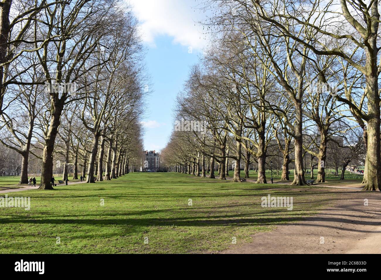 Leafless trees in a line in Green Park, London Royal Parks Of London. A ...