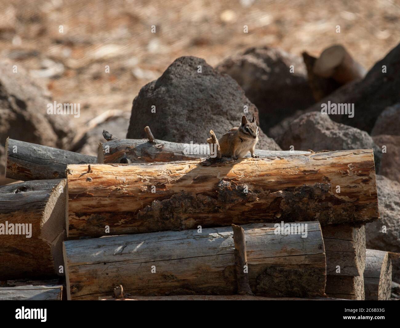 Scurries hi-res stock photography and images - Alamy