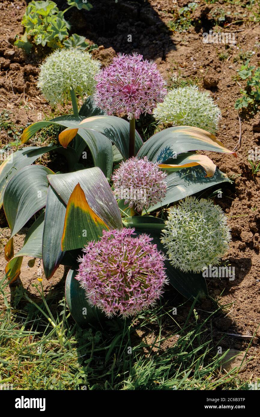 Skyrocket flowers hi-res stock photography and images - Alamy