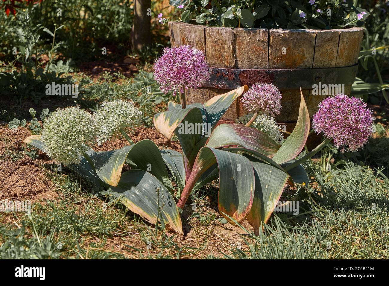 Skyrocket flowers hi-res stock photography and images - Alamy