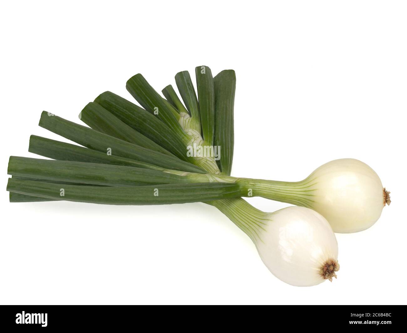 Napiform root hi-res stock photography and images - Alamy