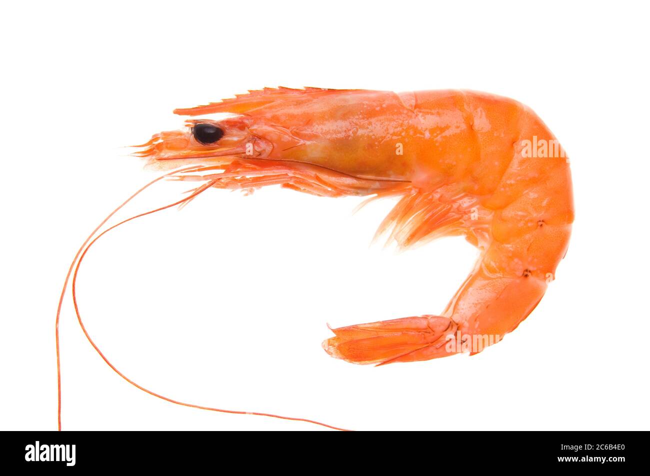 Fresh Shrimp meal. Raw seafood - scampi isolated on white background ...