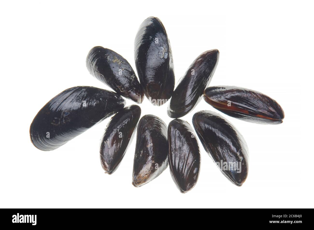 Closed mussels hi-res stock photography and images - Alamy