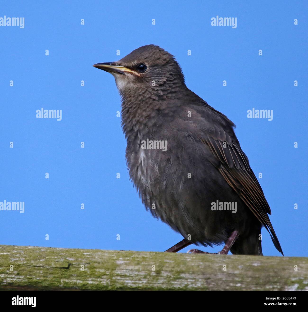Starlings in summer sunshine Stock Photo - Alamy