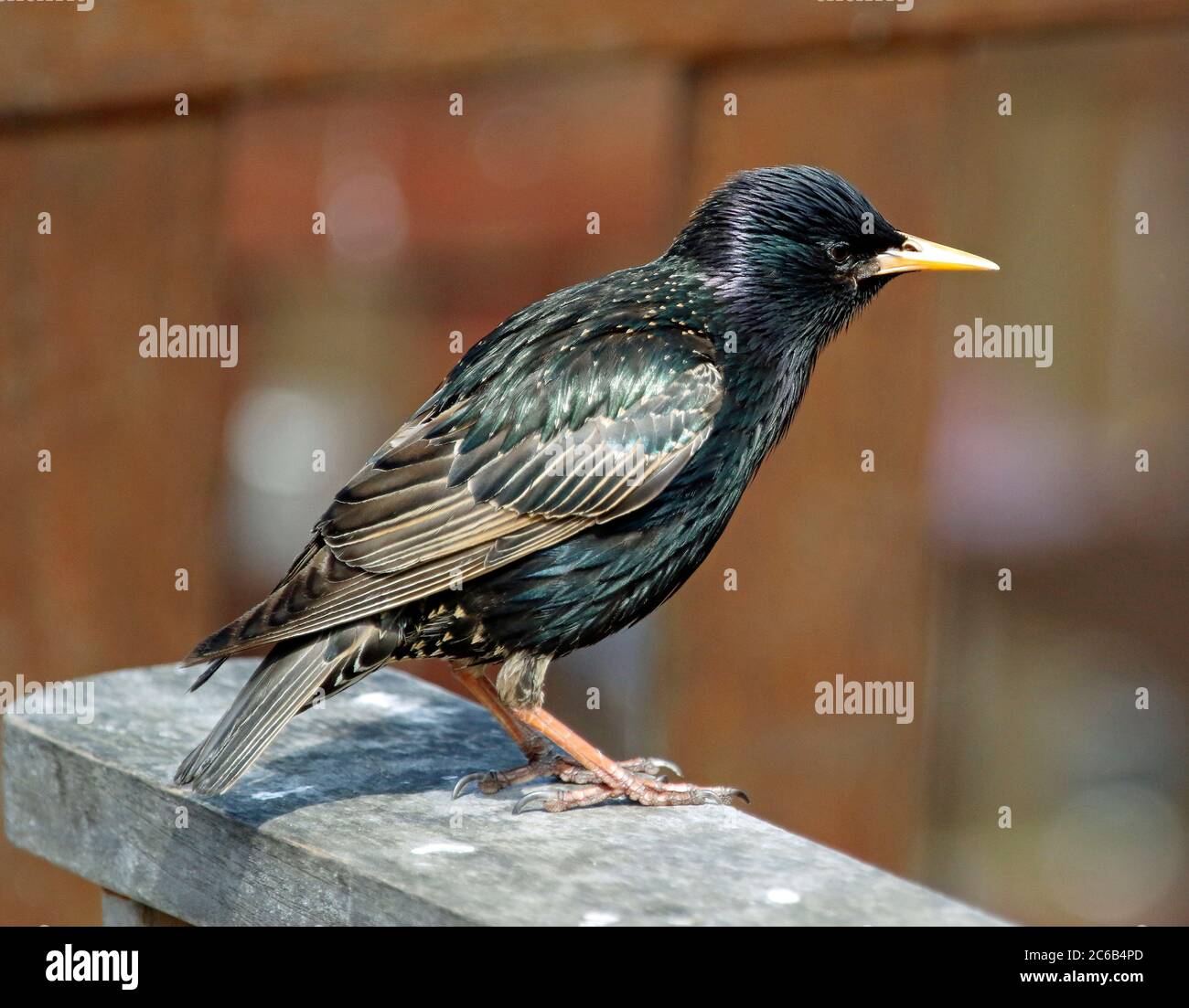 Irridescent starlings uk hi-res stock photography and images - Alamy