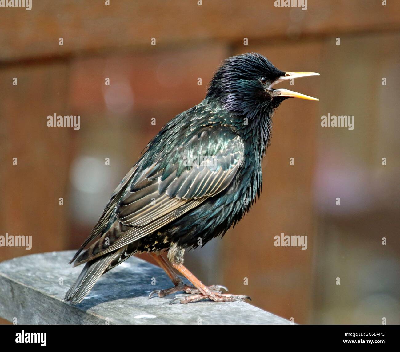 Starlings in summer sunshine Stock Photo - Alamy