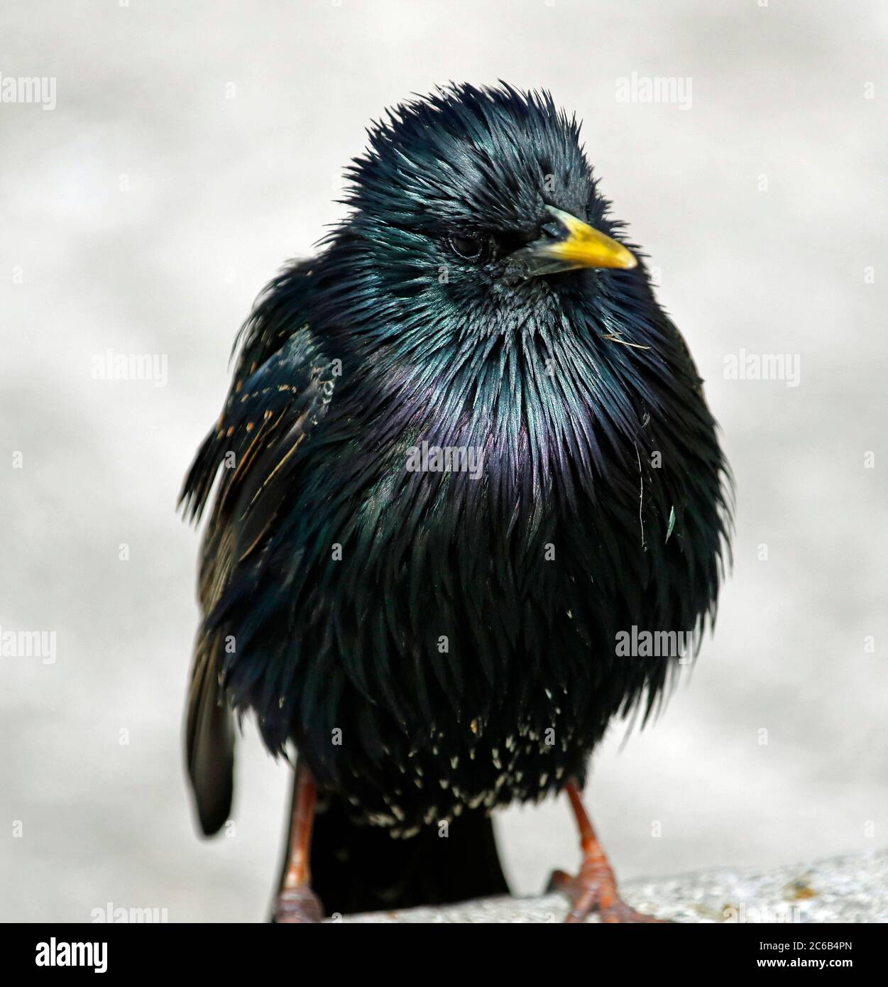 Starlings mating hi-res stock photography and images - Alamy