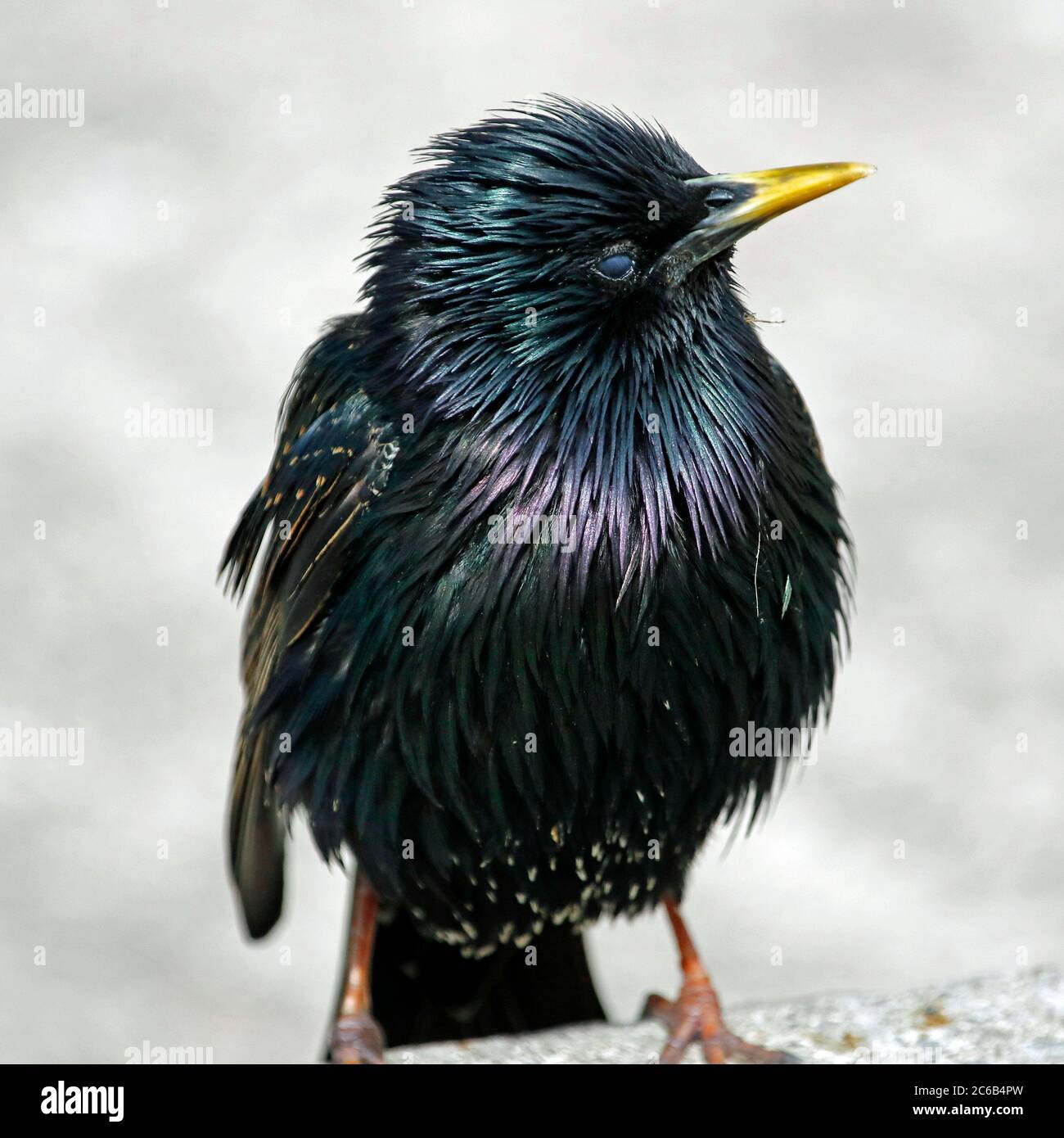 British starlings hi-res stock photography and images - Alamy