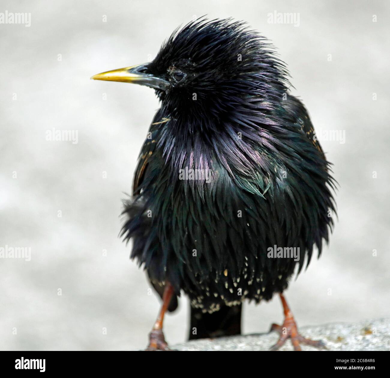 Starlings mating hi-res stock photography and images - Alamy