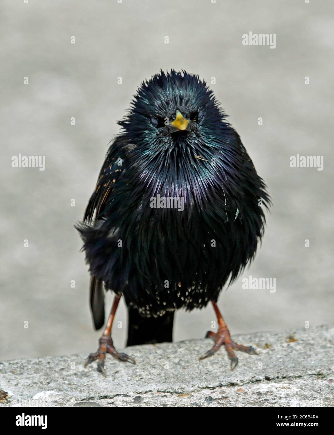 Starlings mating hi-res stock photography and images - Alamy