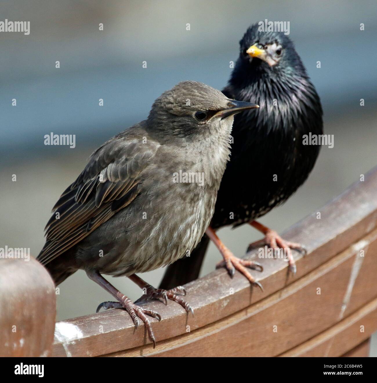Irridescent starlings uk hi-res stock photography and images - Alamy